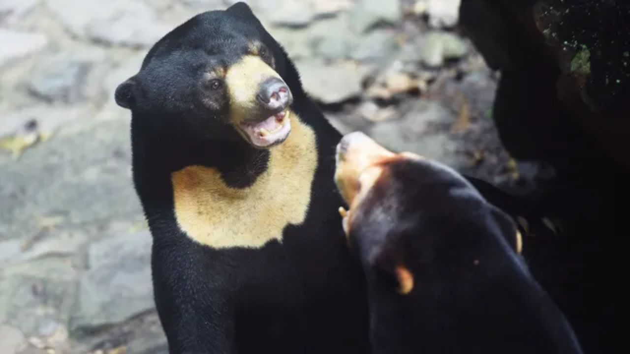 [FULL] Watch China Sun Bear Video Viral On Twitte - Nowviralvideo.com