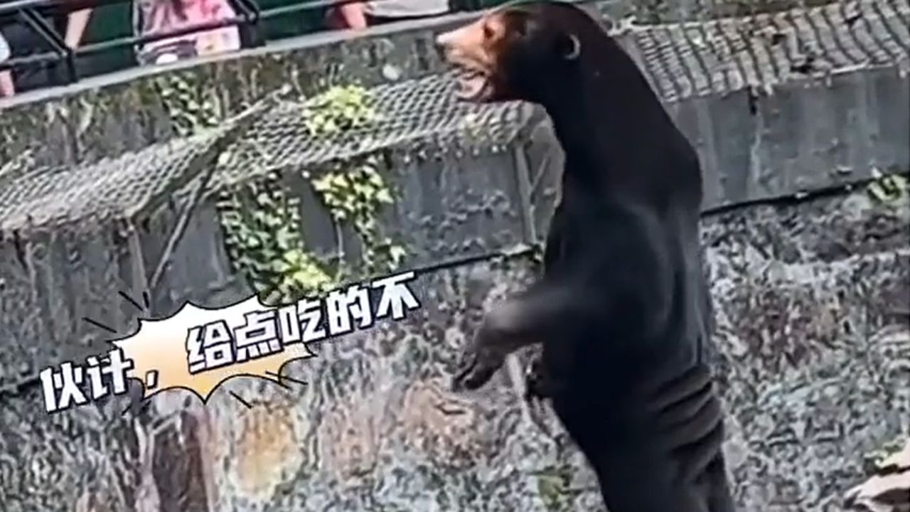 [FULL] Watch China Sun Bear Video Viral On Twitte - Nowviralvideo.com